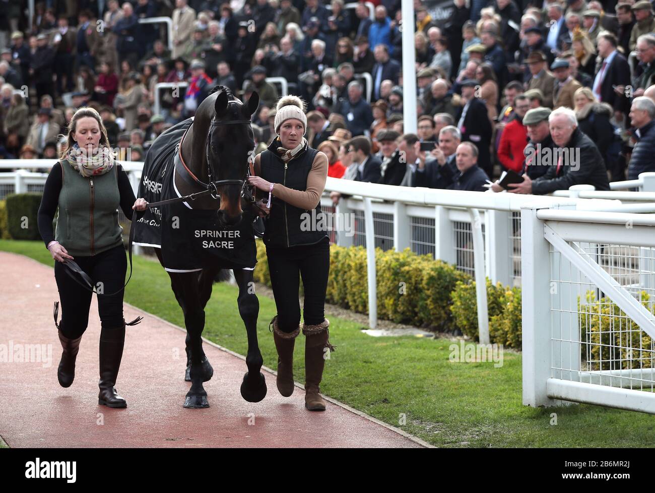 Sprinter Sacre is paraded around the parade ring during day two of the ...