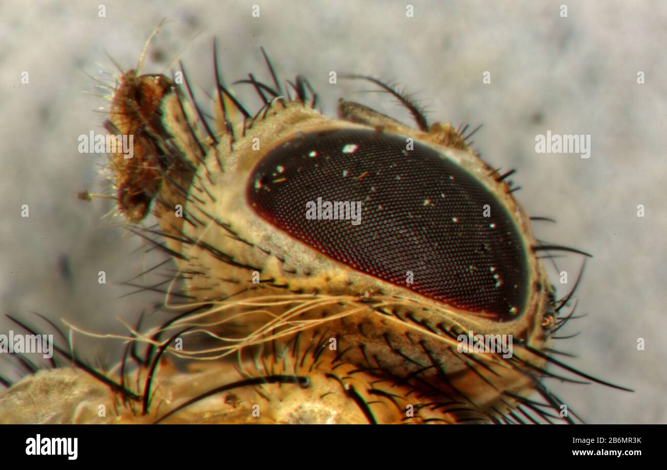 Housefly with compound eyes in high magnification Stock Photo - Alamy