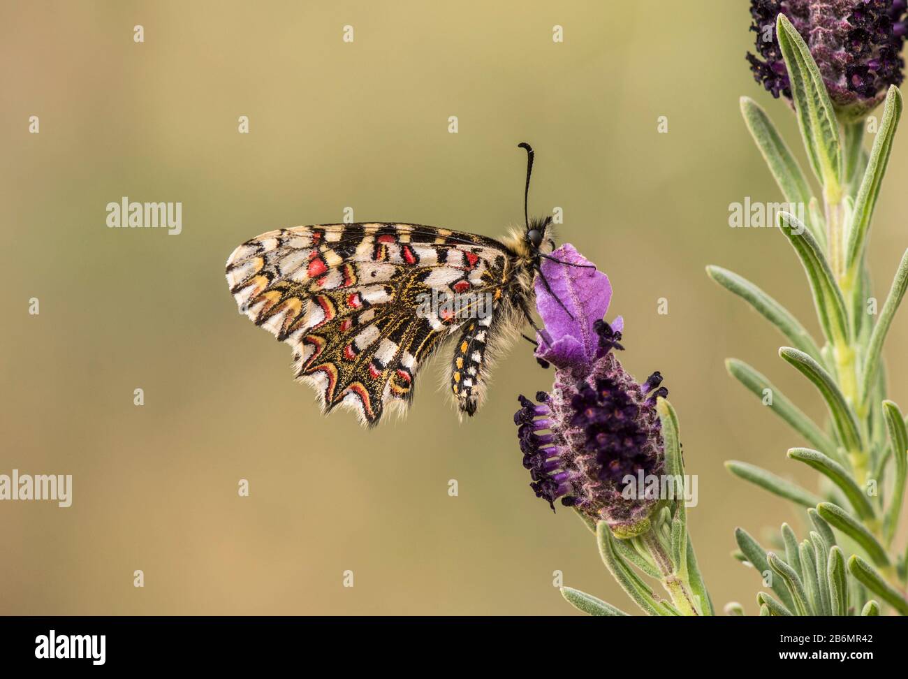 Spanish festoon butterfly hi-res stock photography and images - Alamy