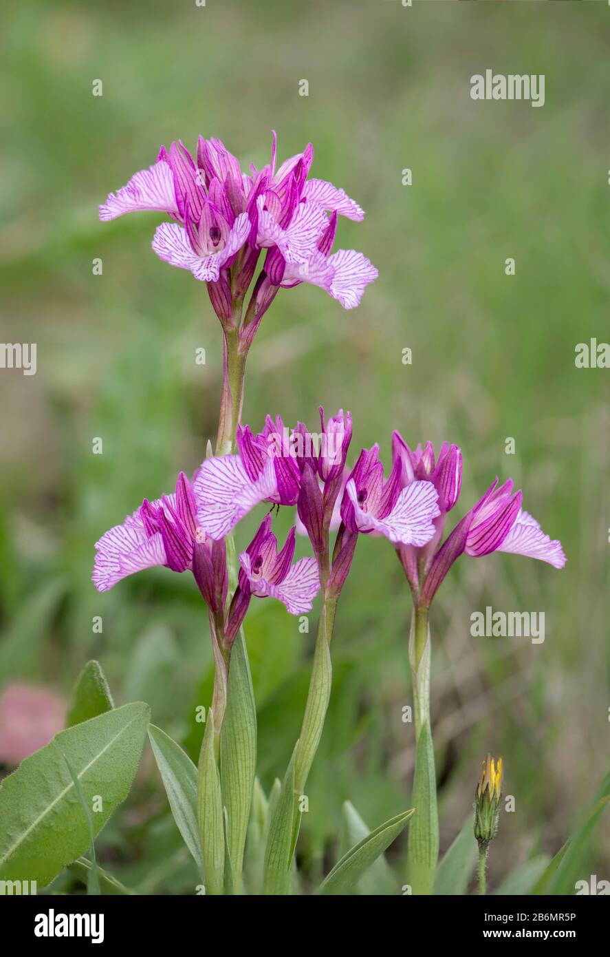 Butterfly orchid, Orchis papilionacea, in meadow, Andalusia, Southern ...