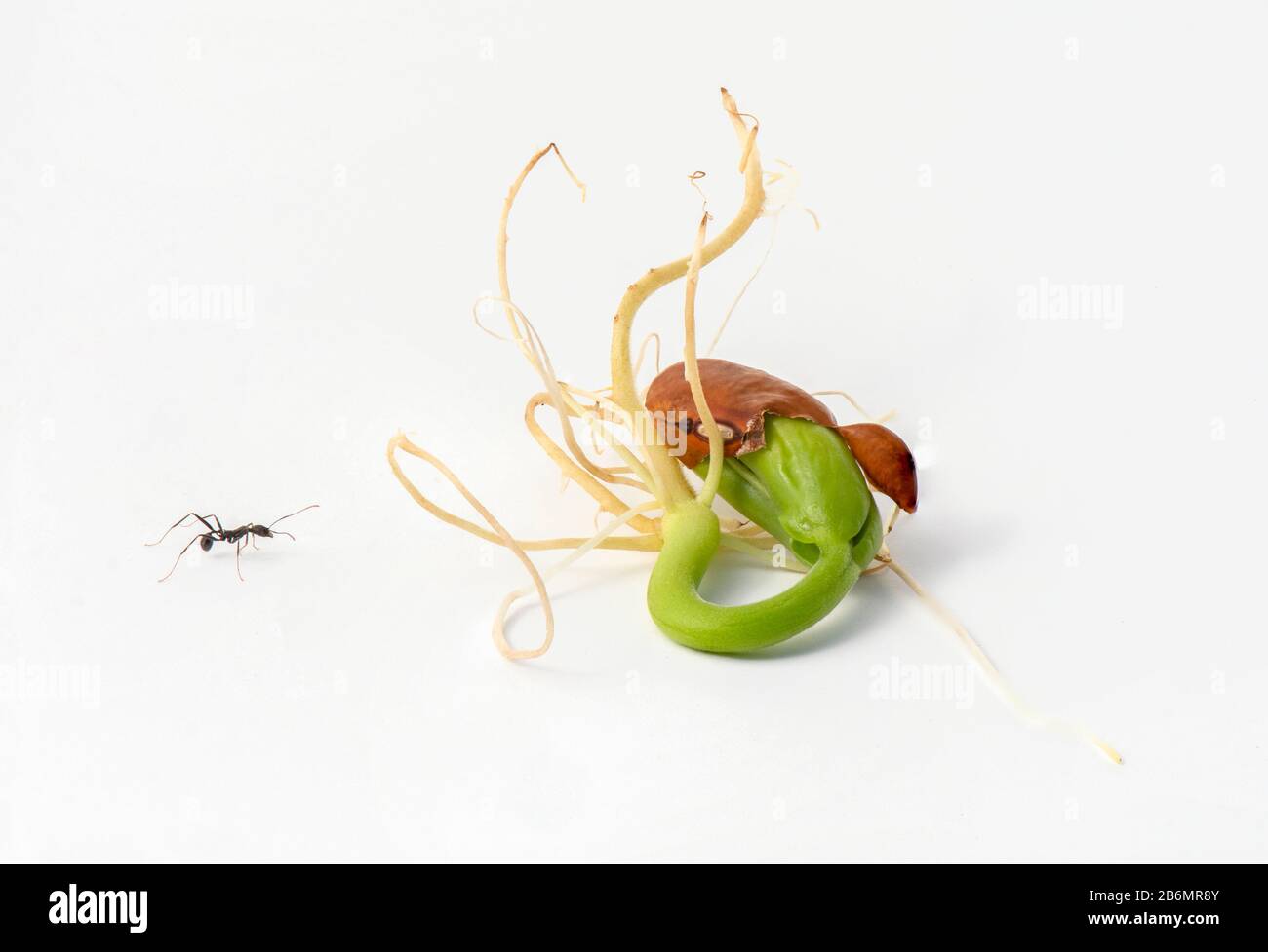 Bean seeds germination hi-res stock photography and images - Alamy