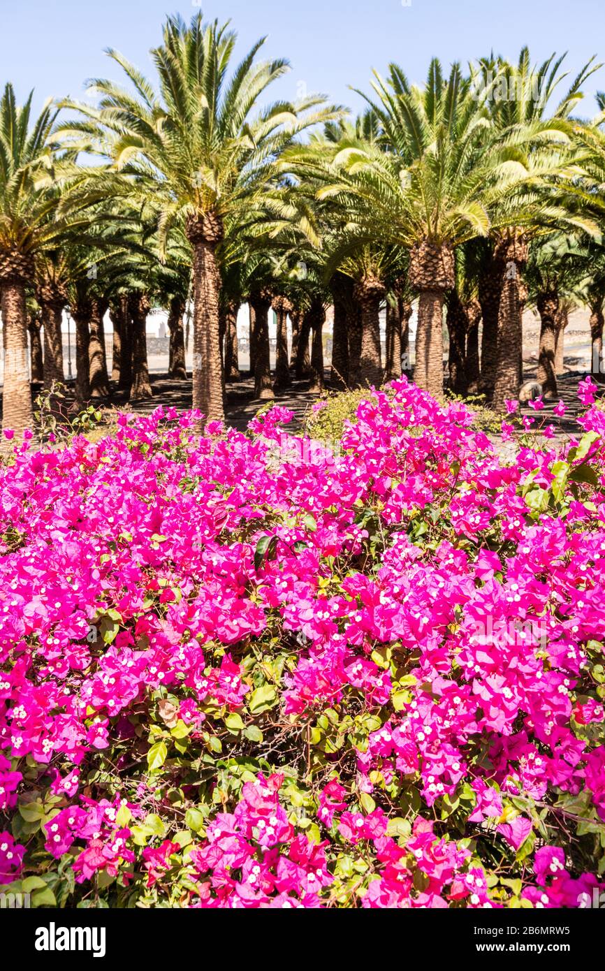 Palm trees and pink flowers at Pajara on the Canary Island of ...