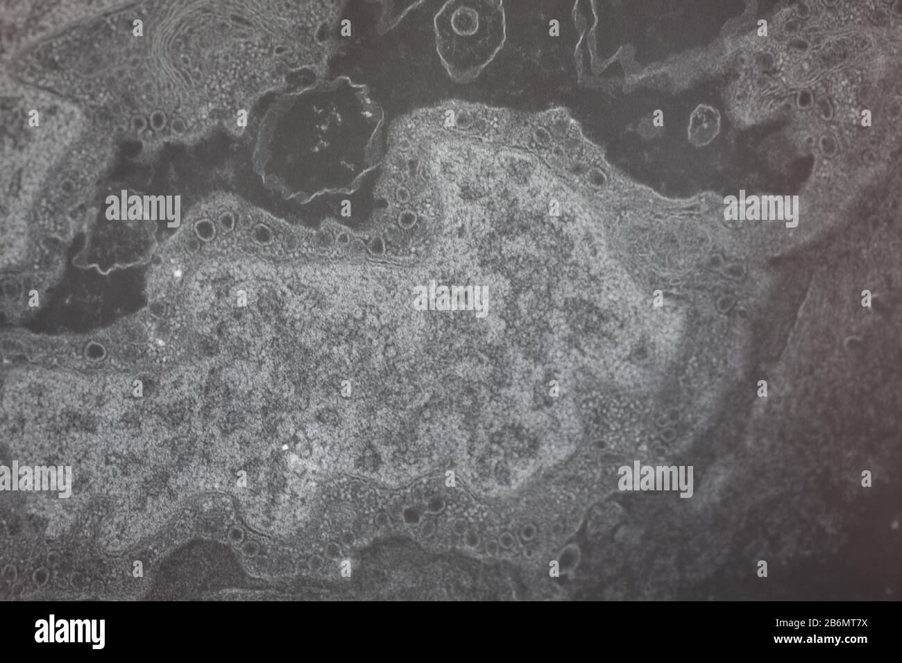 Electron microskopy of cells Stock Photo - Alamy