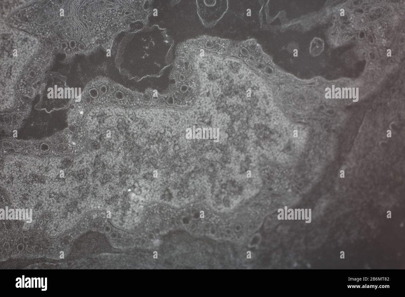 Electron microskopy of cells Stock Photo - Alamy