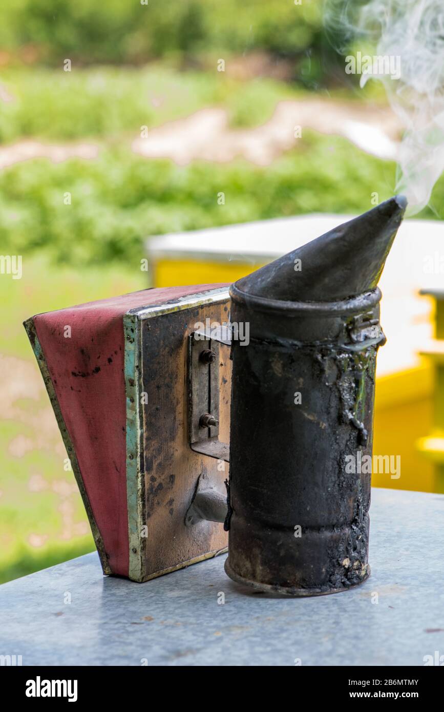 Bee bellows hi-res stock photography and images - Alamy Bee bellows hi-res stock photography and images - Alamy