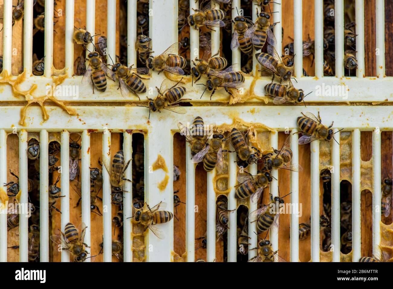 Plastic grating honeycomb hi-res stock photography and images - Alamy