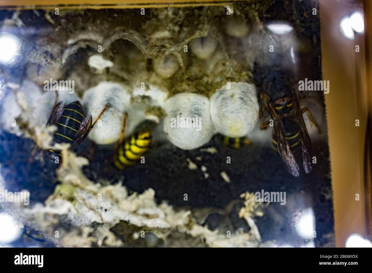 Paper-like wasp nest at the window Stock Photo - Alamy