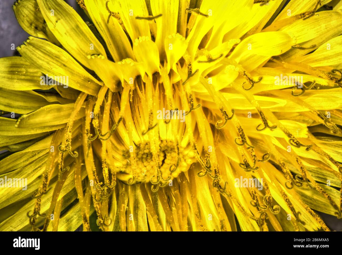 yellow dandelion flowers with tongue petals Stock Photo - Alamy