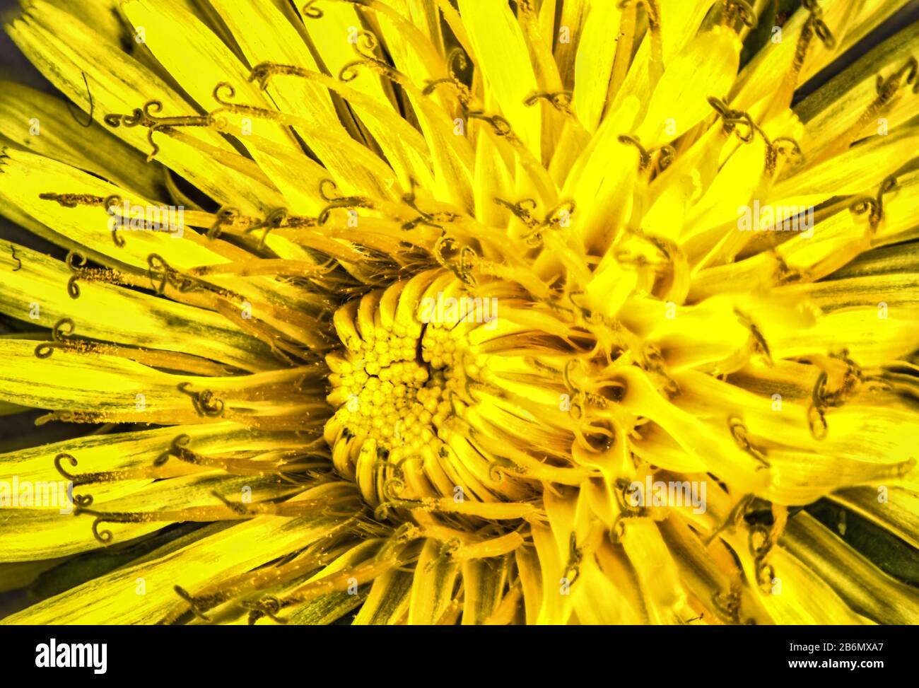 yellow dandelion flowers with tongue petals Stock Photo - Alamy
