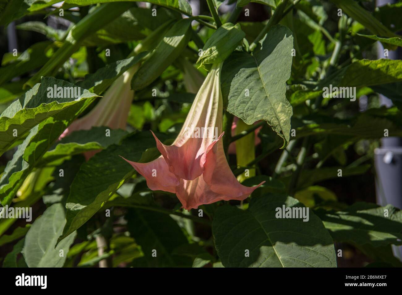 Jasmine Trumpets High Resolution Stock Photography and Images - Alamy