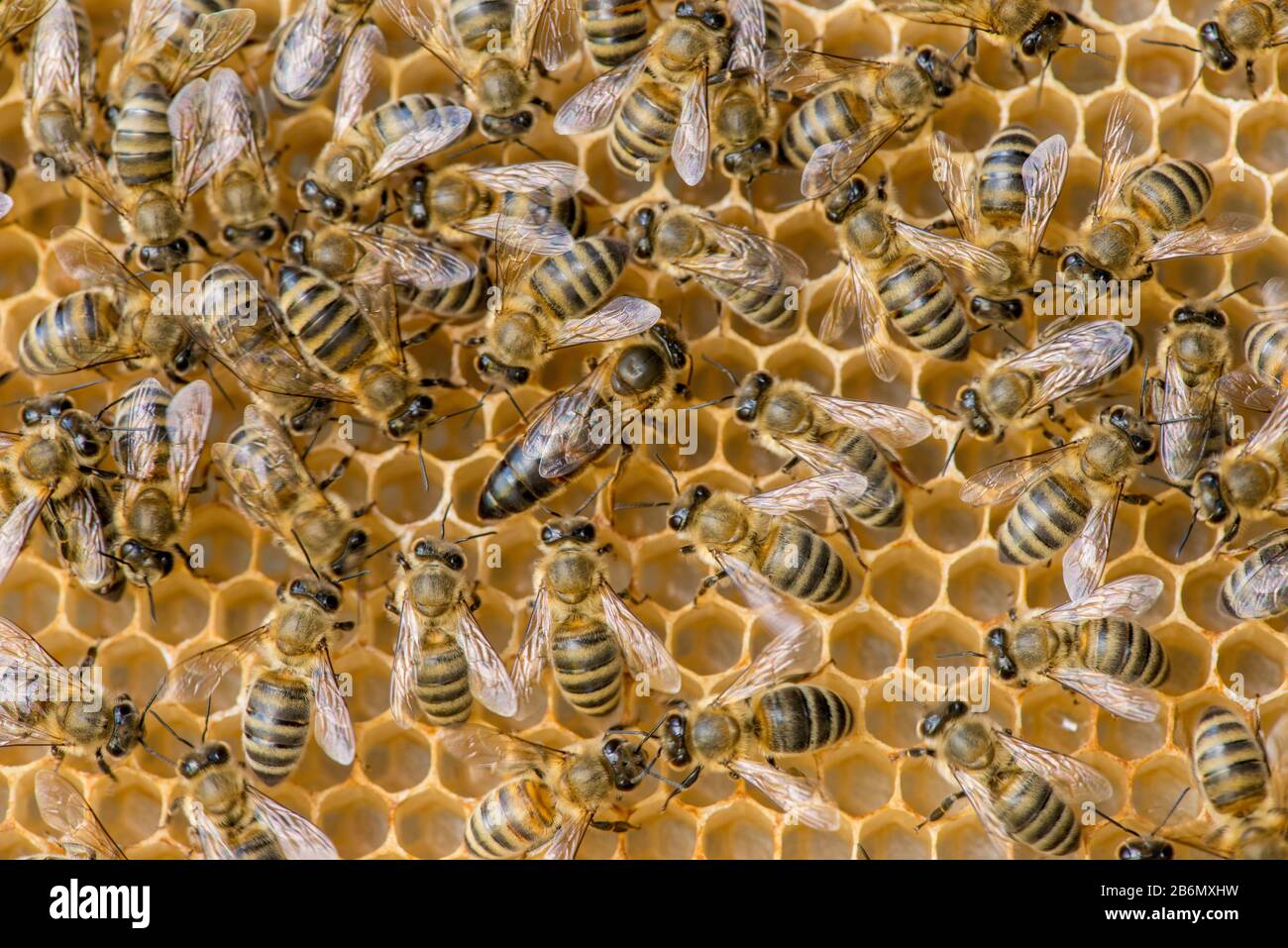 Honeybee queen eggs hi-res stock photography and images - Alamy