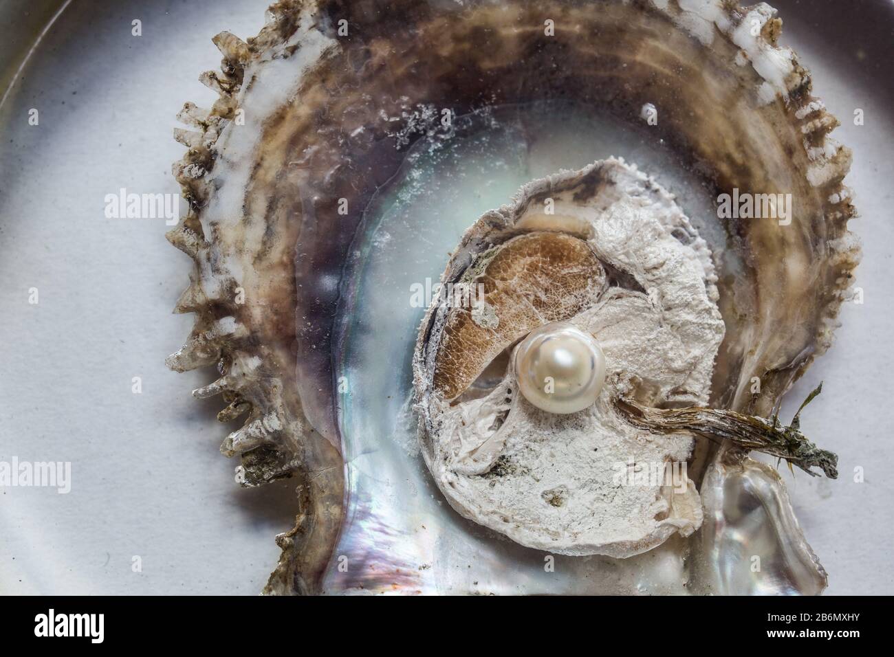 opened oyster with pearl inside Stock Photo - Alamy