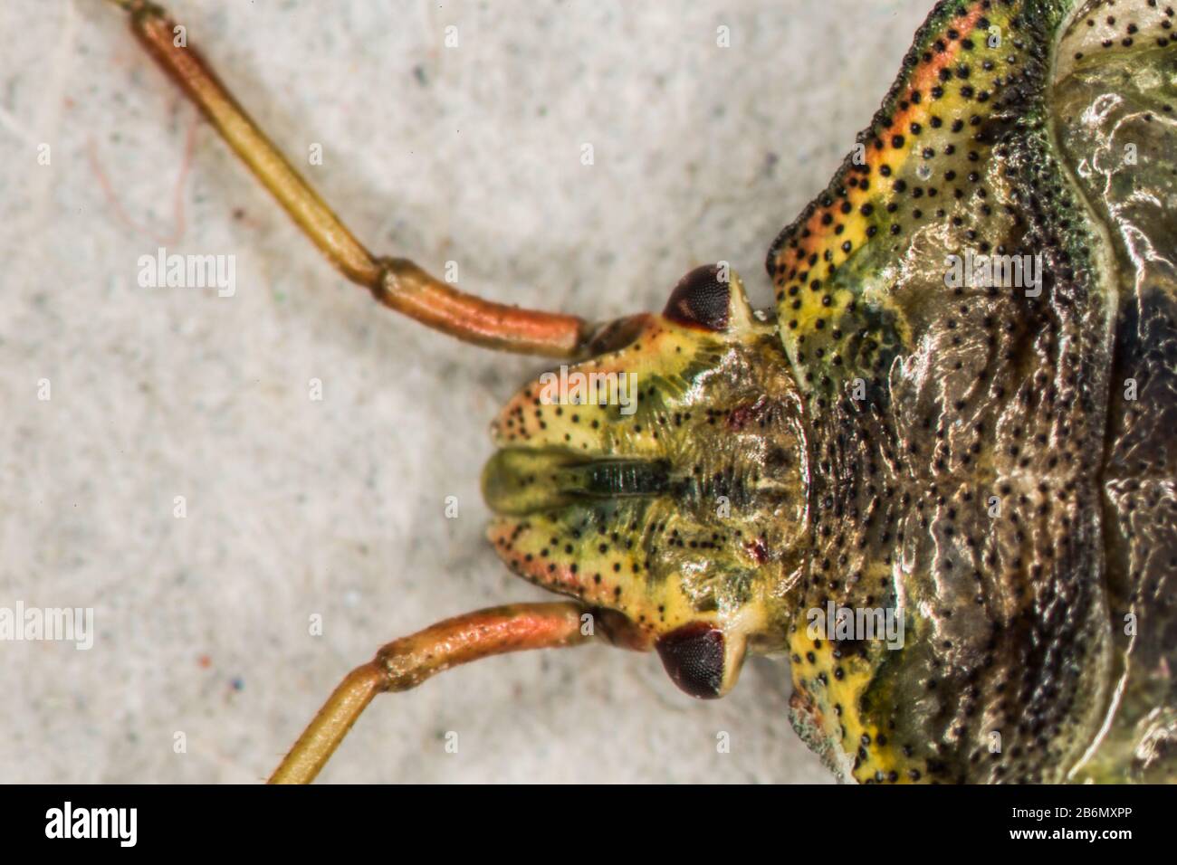 Shrub bug with antennas and compound eyes in high magnification Stock ...