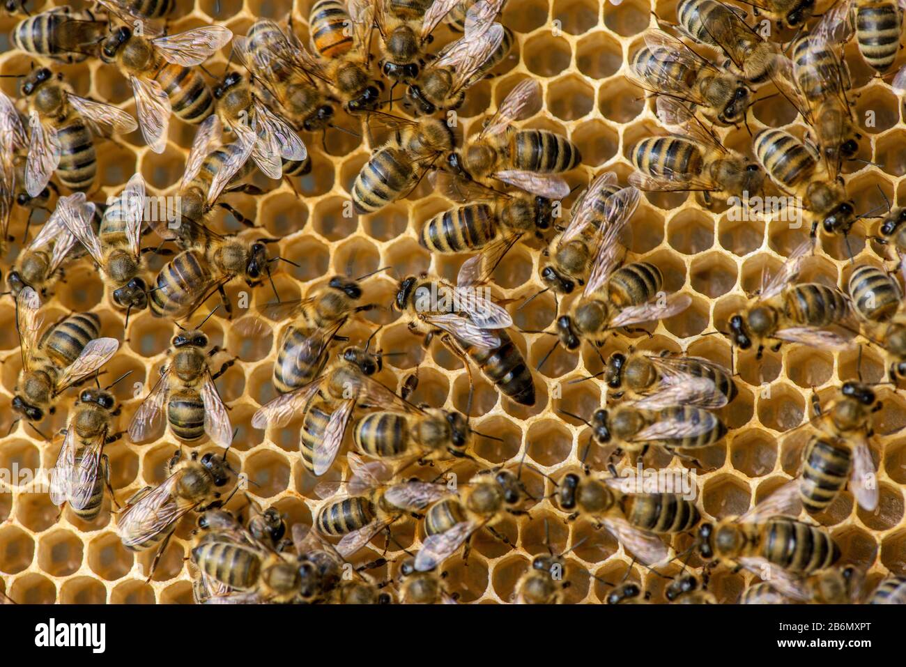 The queen bee swarm - selective focus Stock Photo - Alamy