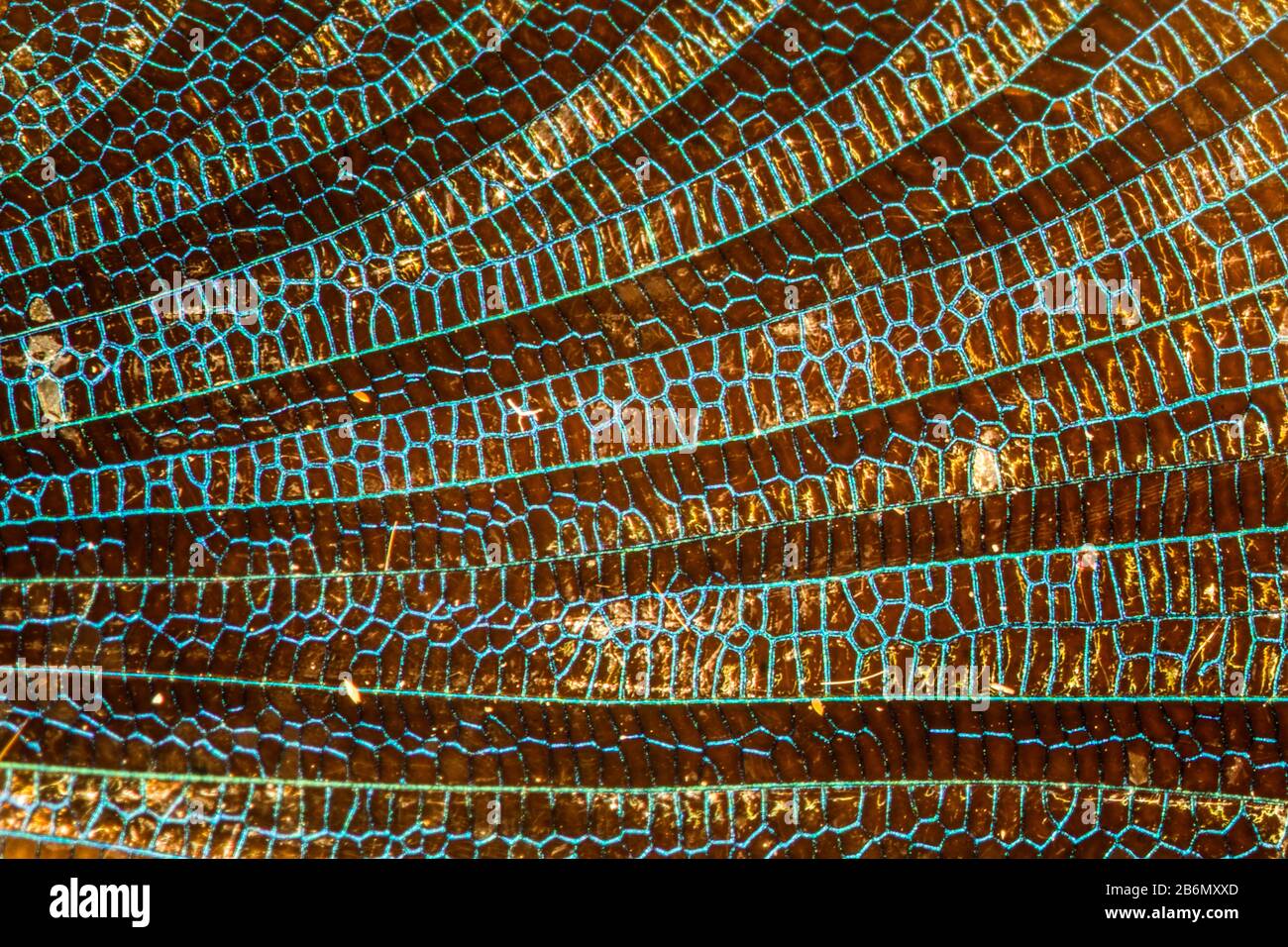 Magnificent dragonfly wings at high magnification Stock Photo - Alamy
