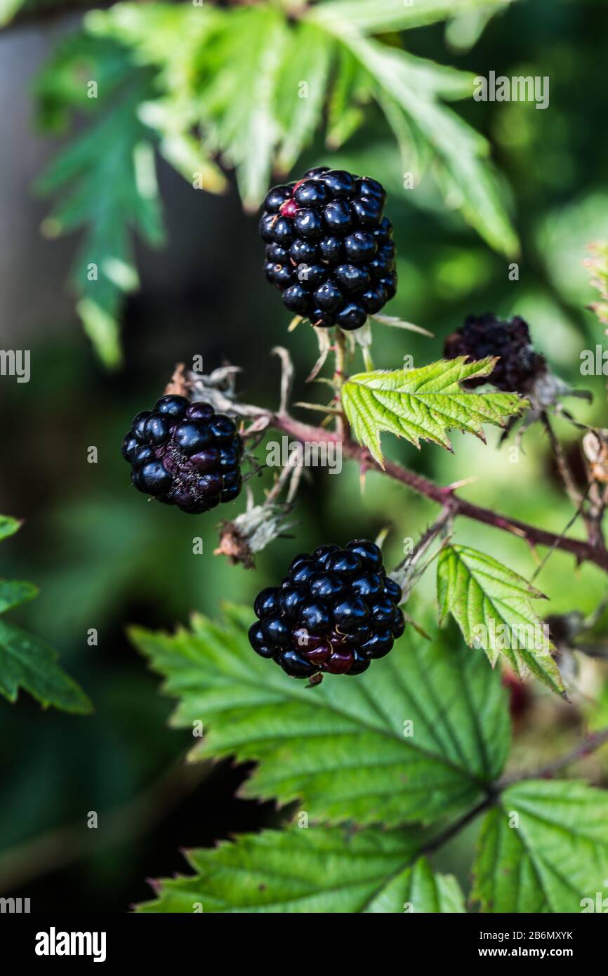 Blackberry bushes with thorns and black fruits Stock Photo - Alamy