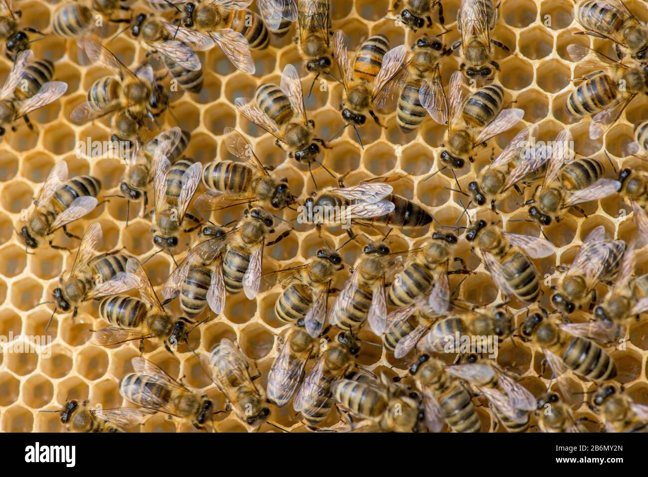 The queen bee swarm - selective focus Stock Photo - Alamy