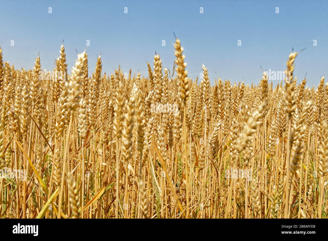Cereal farming hi-res stock photography and images - Alamy