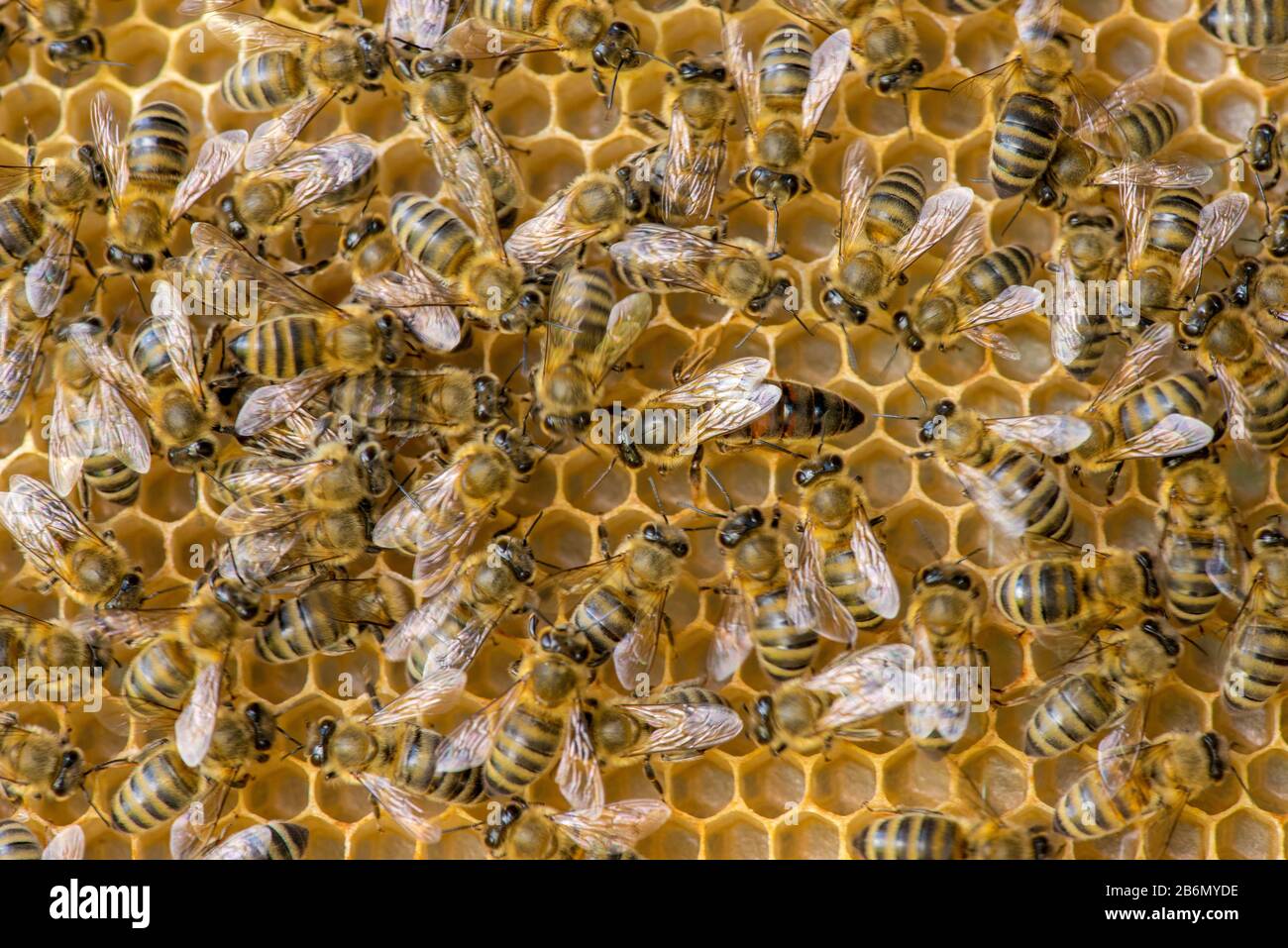 The queen bee swarm - selective focus Stock Photo - Alamy