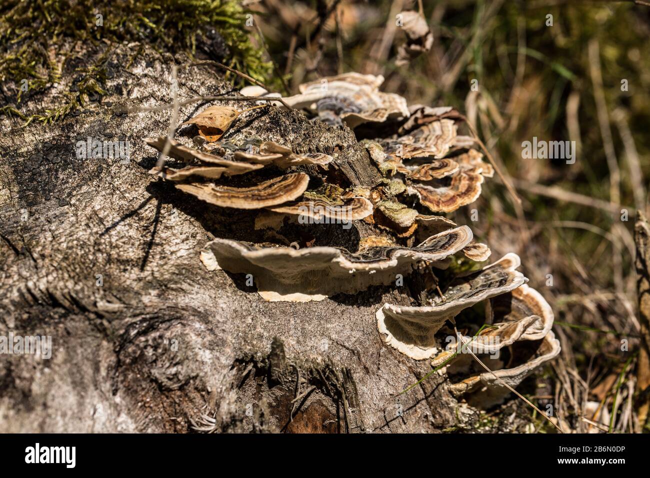 Fungi on dead wood hi-res stock photography and images - Alamy