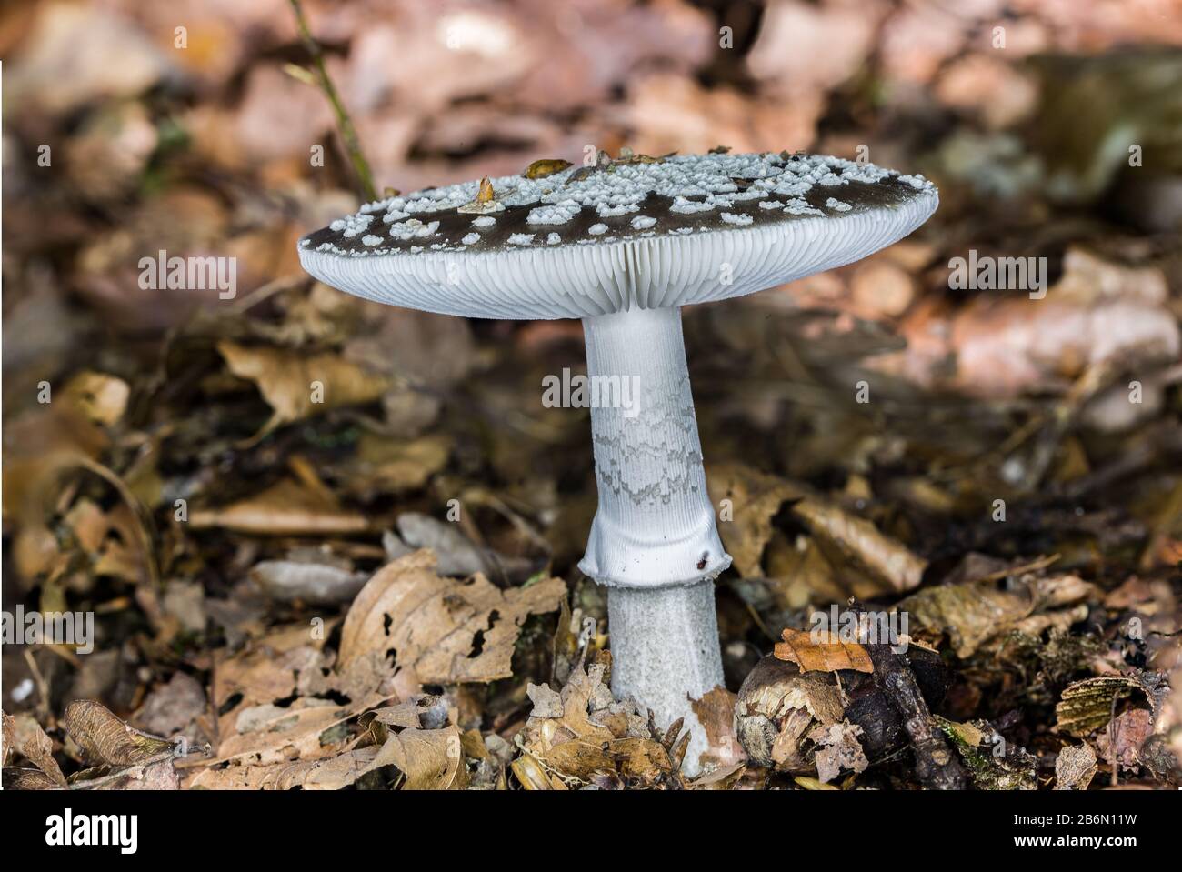 poisonous toadstool with white red speckled cap Stock Photo - Alamy