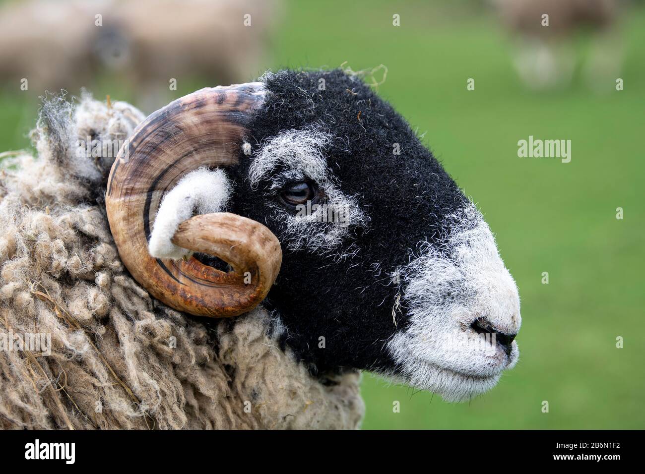 Rams eye hi-res stock photography and images - Alamy