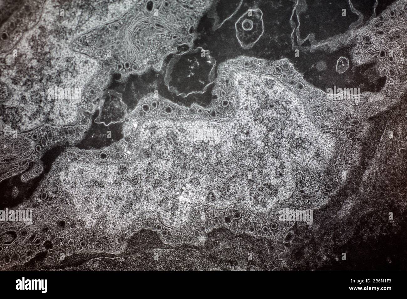 Electron microskopy of cells Stock Photo - Alamy