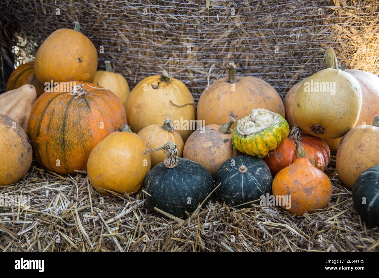 Giant red pumpkin hi-res stock photography and images - Alamy