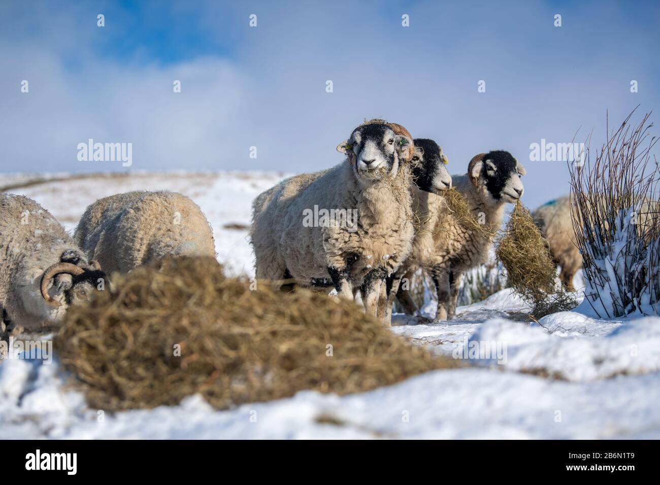 Sheep on an upland pasture in Wensleydale, being fed extra feed in ...