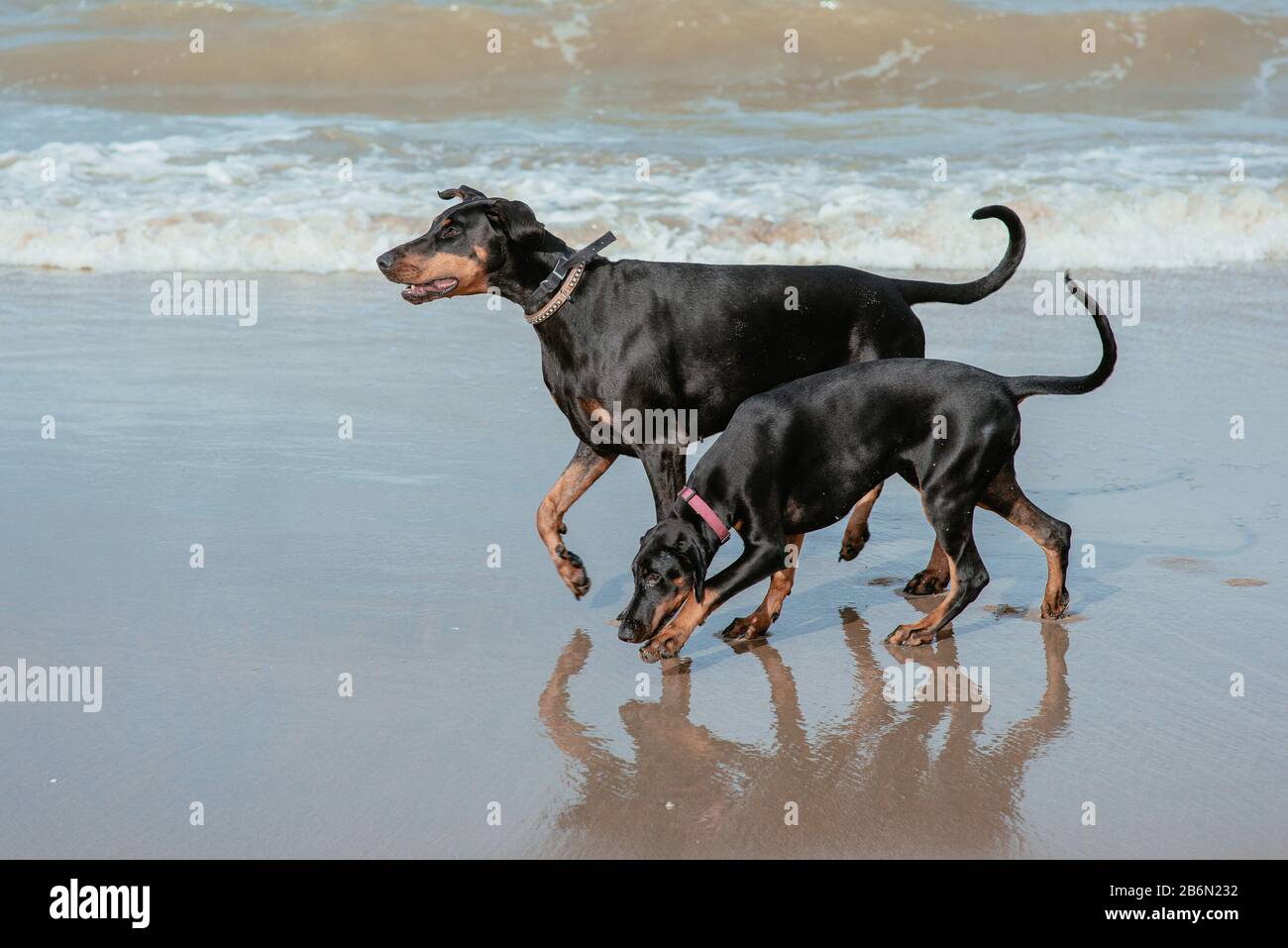 Happy funny dogs dobermans at the sea coast Stock Photo - Alamy