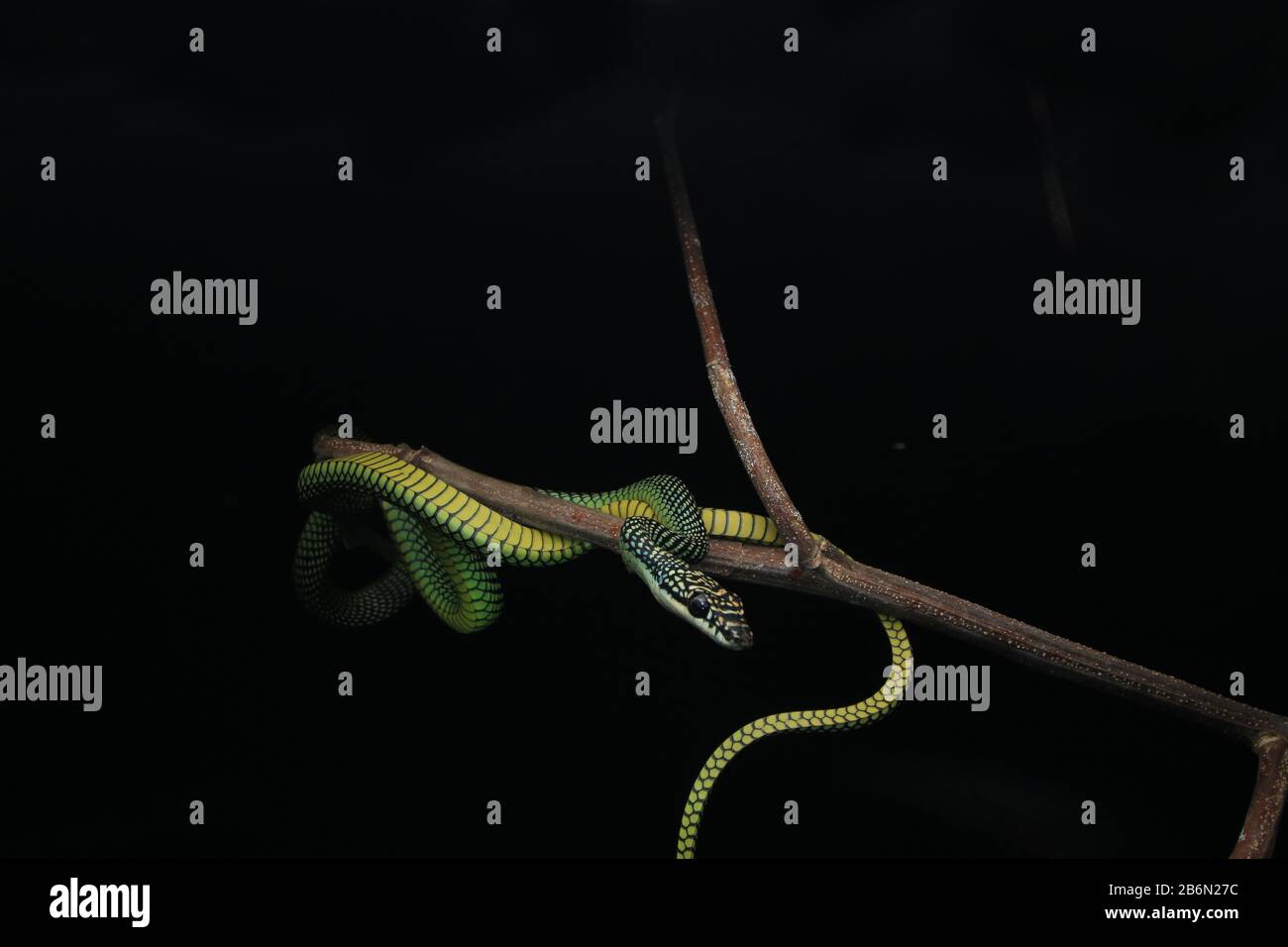 Paradise Flying Snake, Chrysopelea paradisi Stock Photo - Alamy