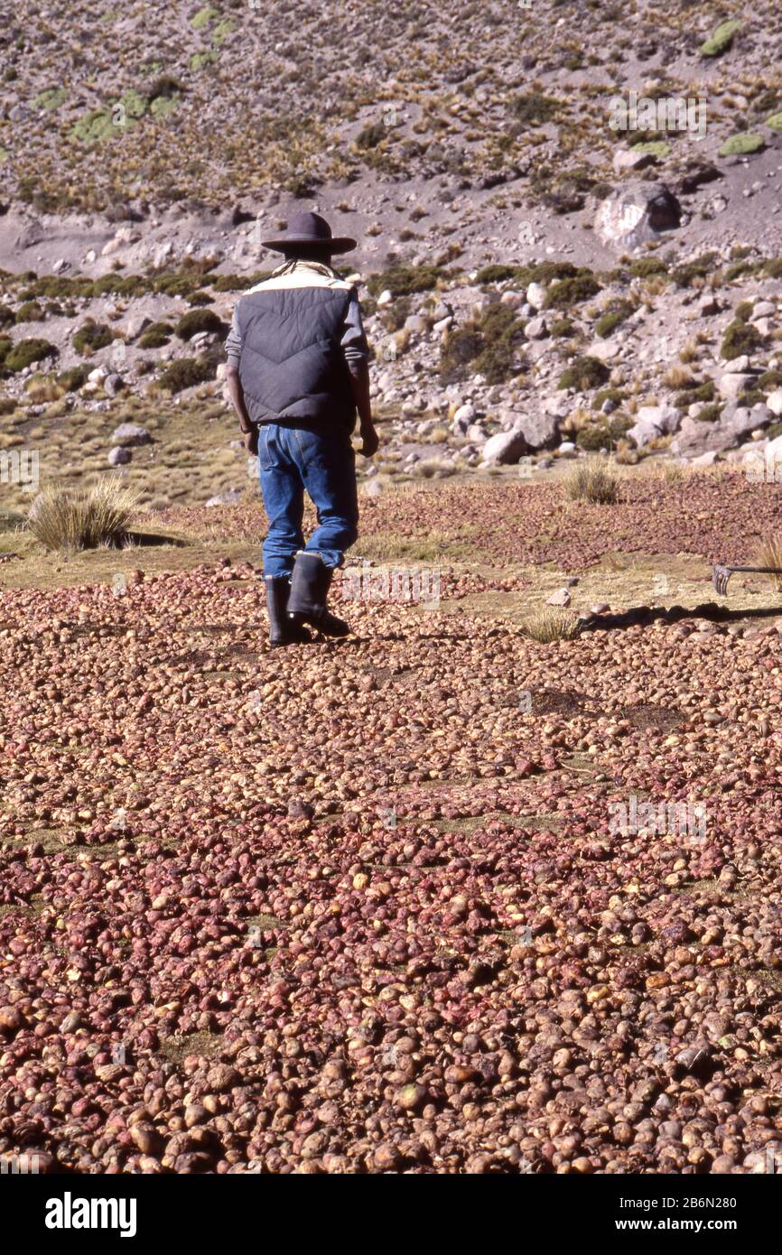 Freeze dried potato hi-res stock photography and images - Alamy