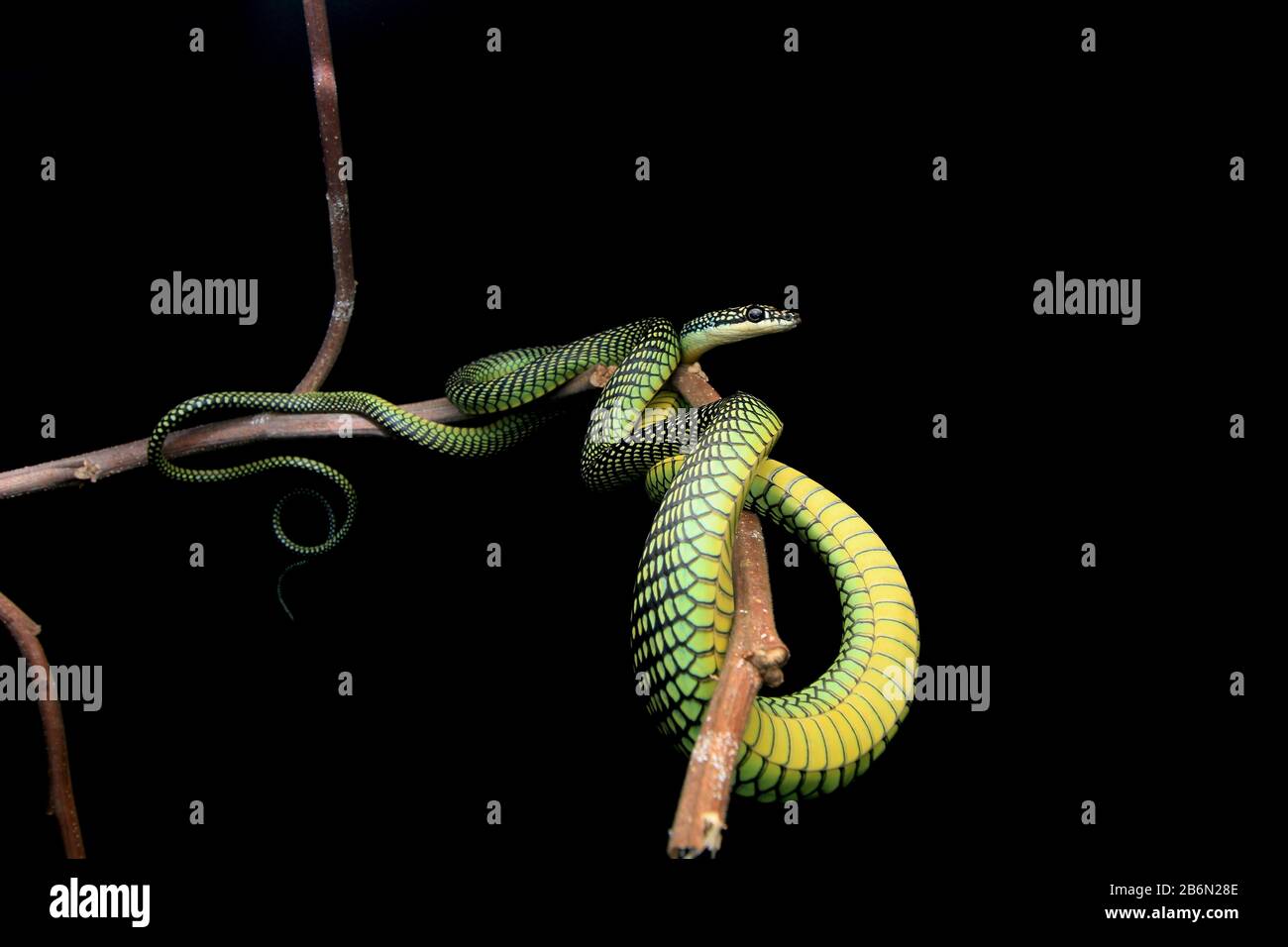 Paradise Flying Snake, Chrysopelea paradisi Stock Photo - Alamy
