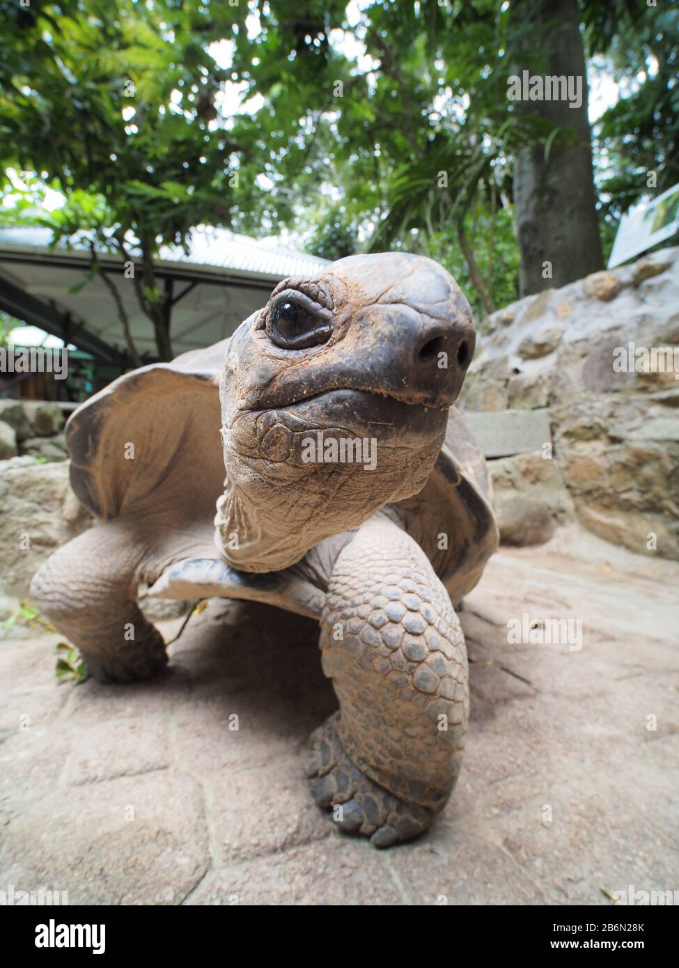 Moyenne tortoise hi-res stock photography and images - Alamy
