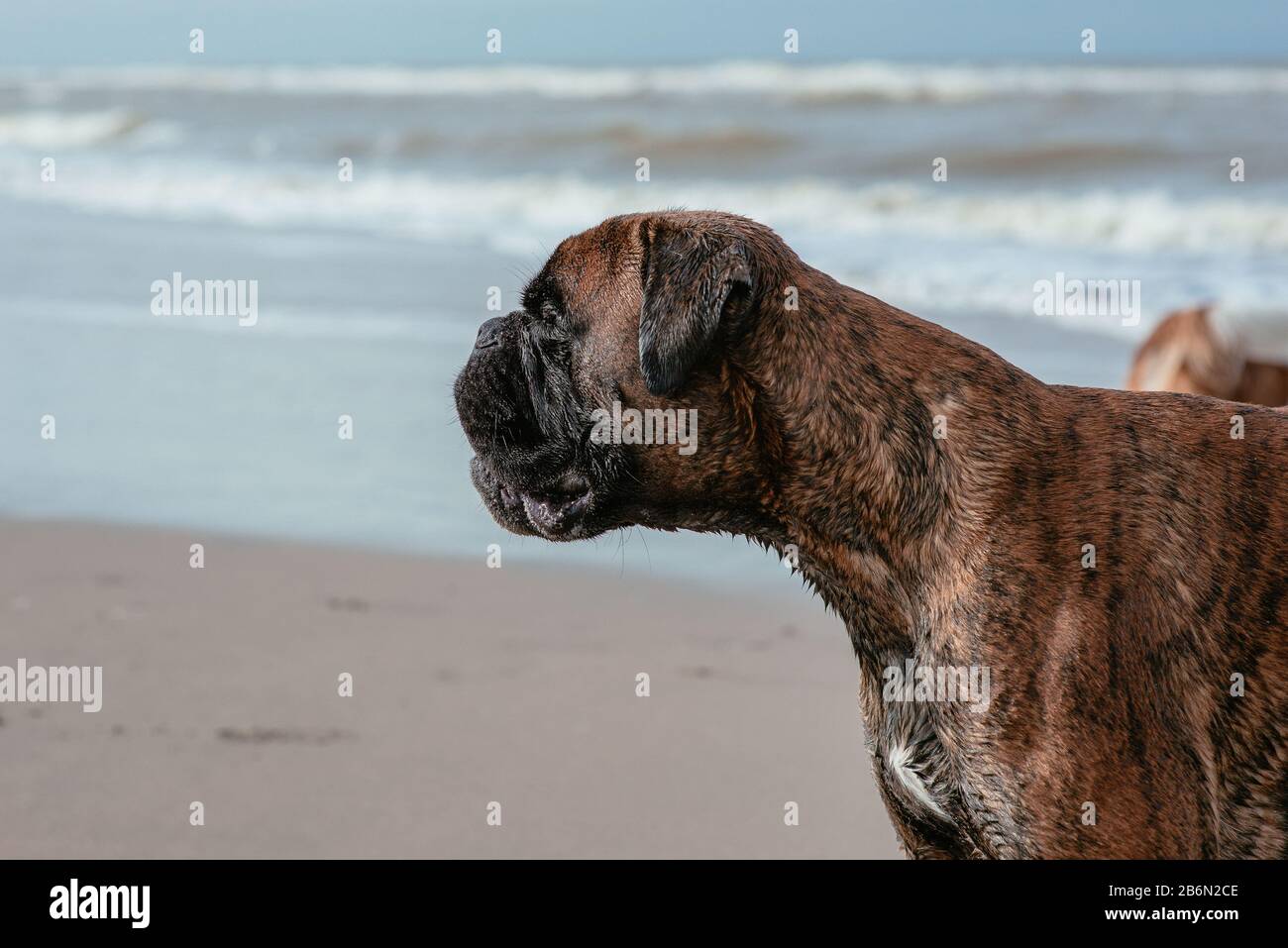 Happy funny dog at the sea coast Stock Photo - Alamy