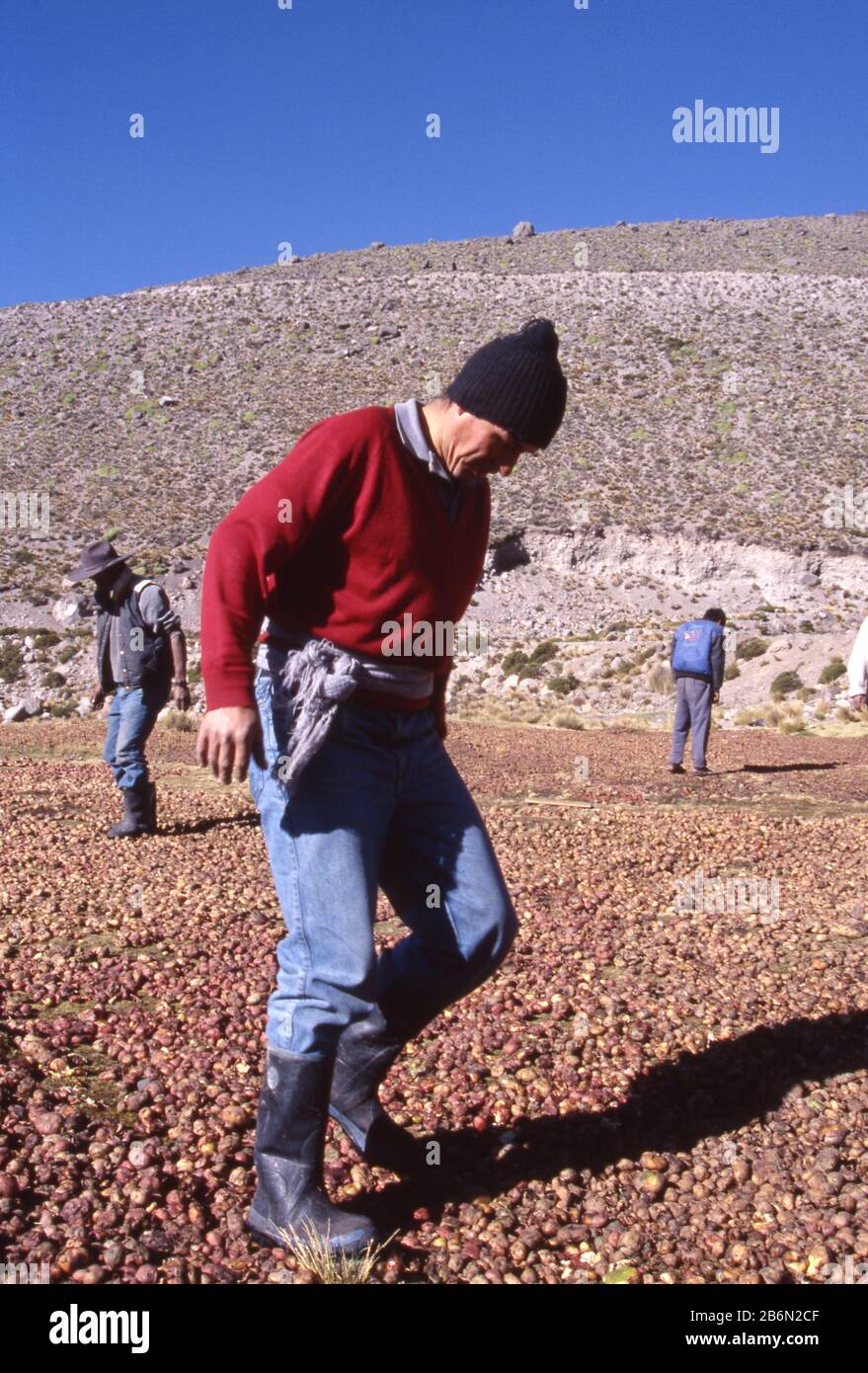 Inca people potatoes hi-res stock photography and images - Alamy