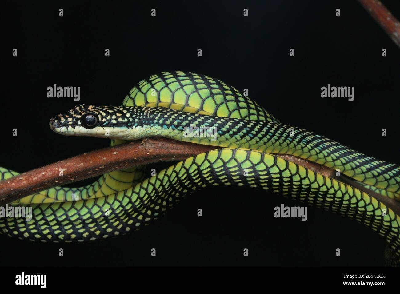 Paradise flying tree snake hi-res stock photography and images - Alamy