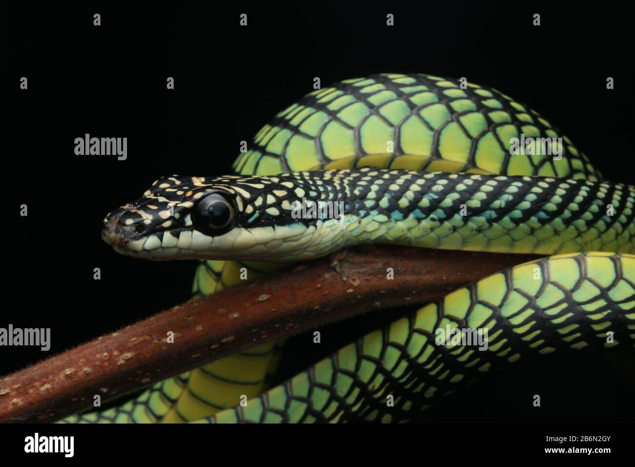 Flying snake rainforest flying hi-res stock photography and images - Alamy