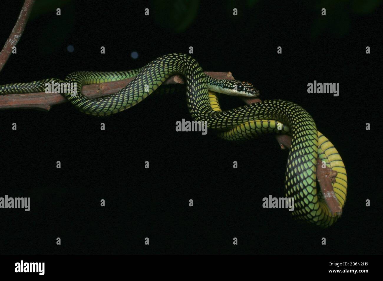 Flying snake rainforest flying hi-res stock photography and images - Alamy