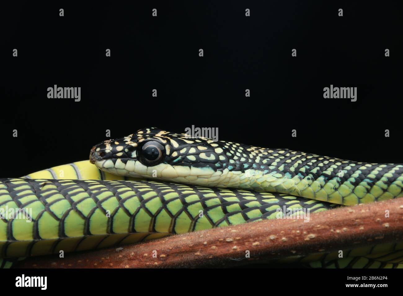 Paradise flying tree snake hi-res stock photography and images - Alamy