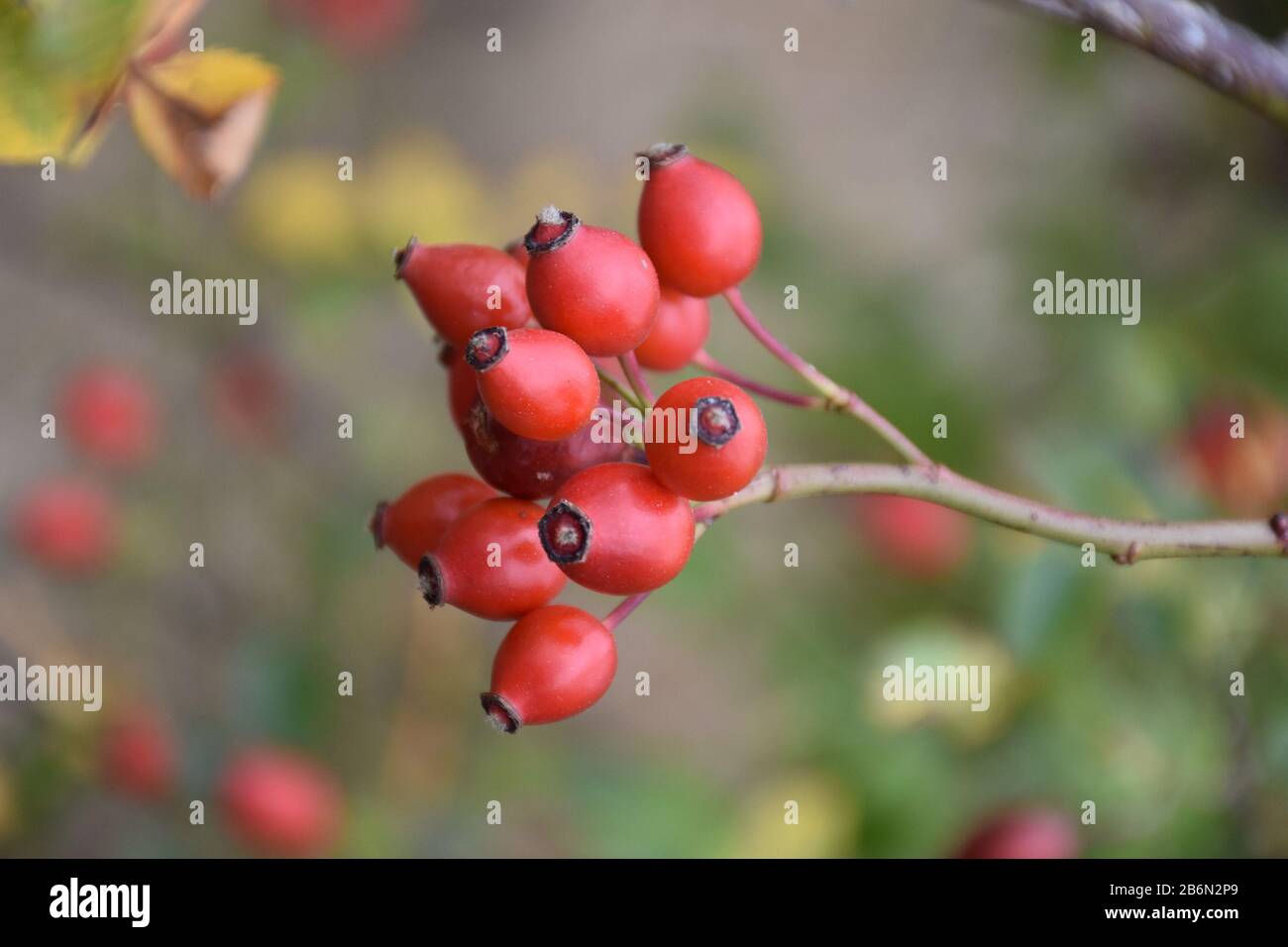 Thin Small Fruits High Resolution Stock Photography and Images - Alamy