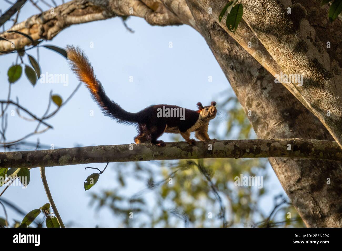A single indian giant squirrel, Ratufa indica, walking on branch Stock ...