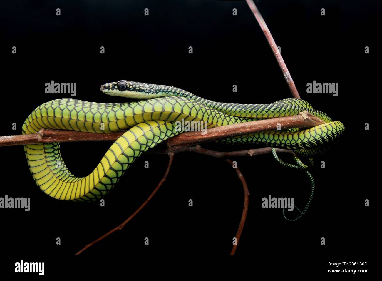 Paradise Flying Snake, Chrysopelea paradisi Stock Photo - Alamy