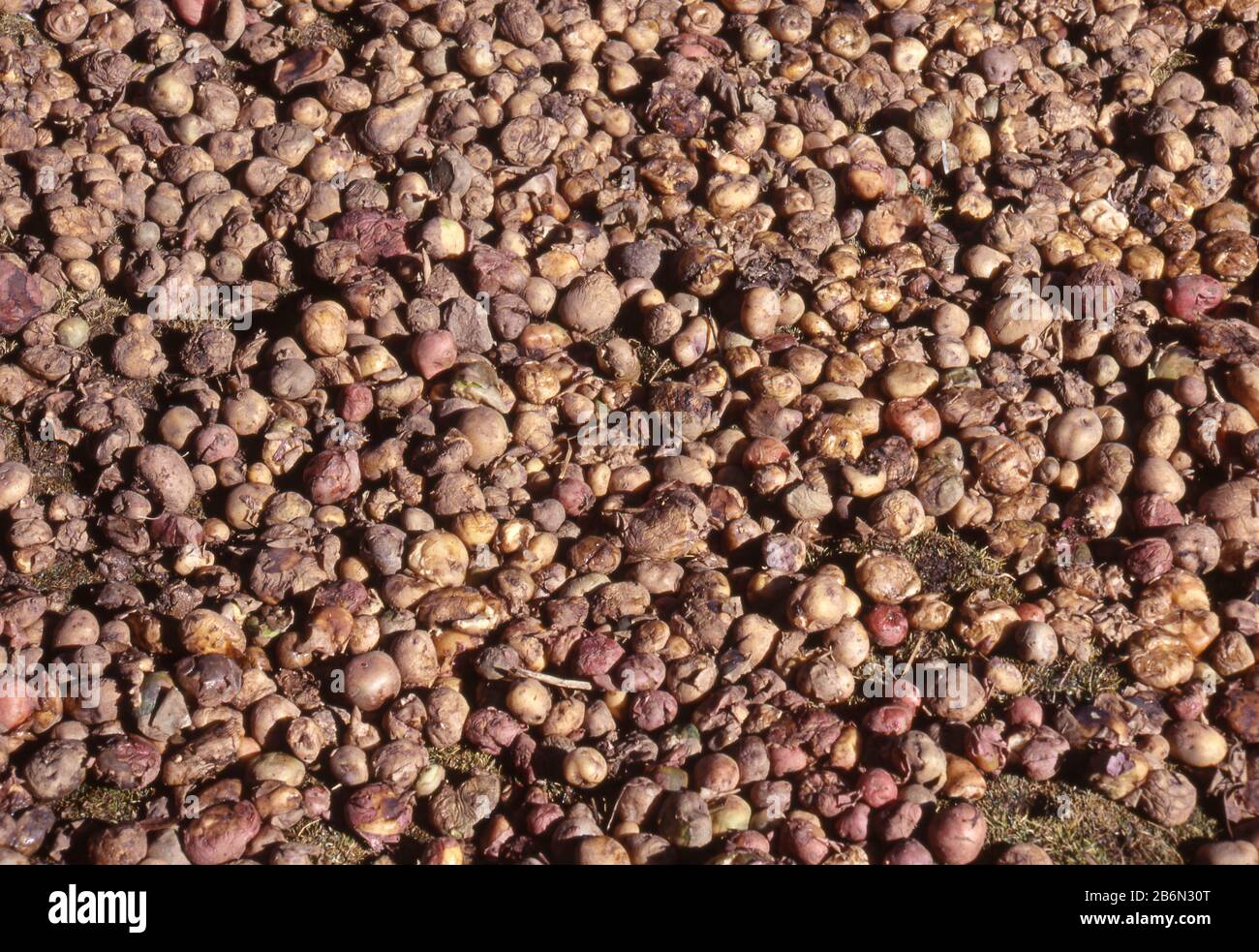 Inca Freeze Drying Chuño (Freeze Dried Potatoes) | PERU DELIGHTS