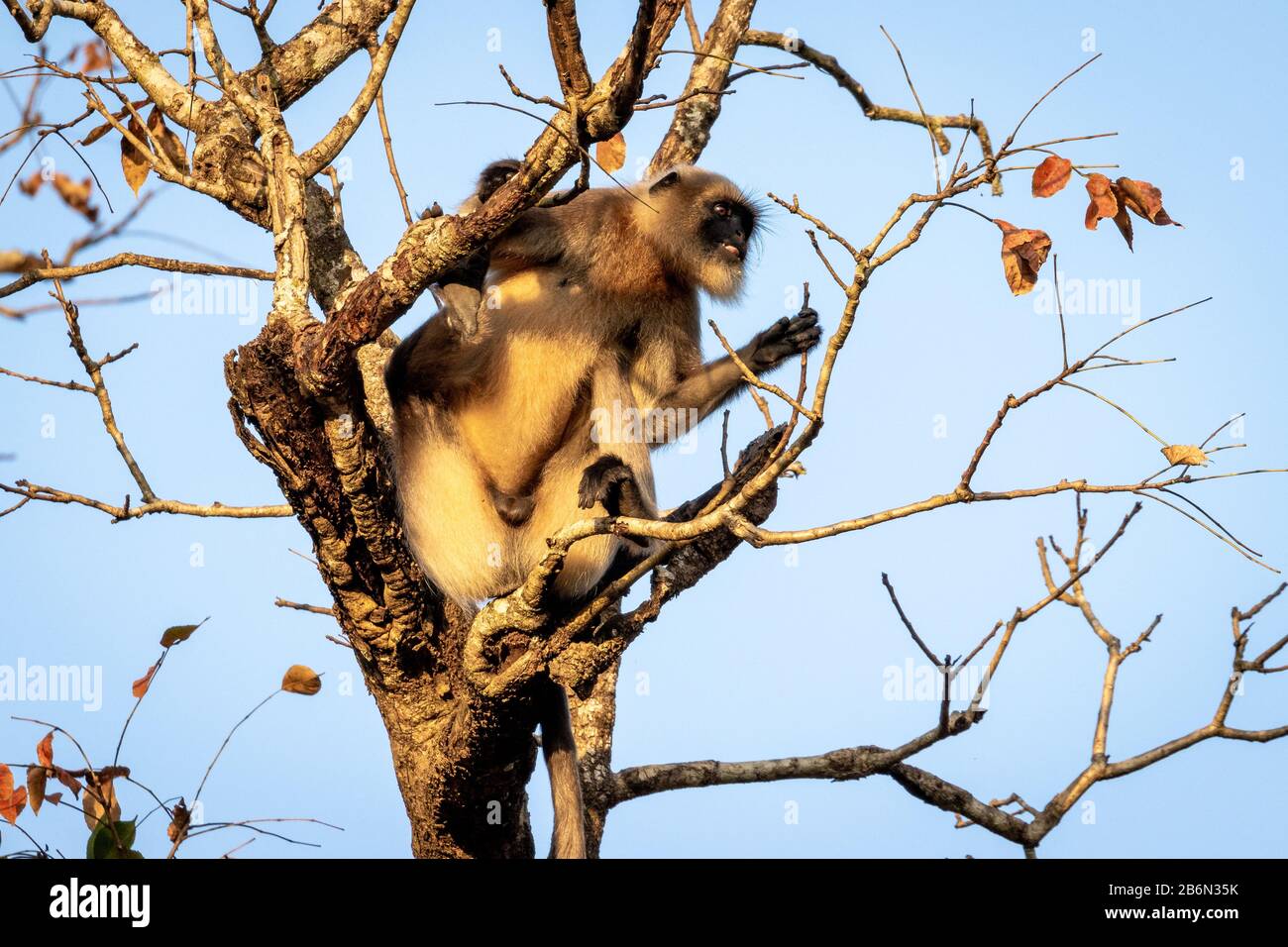 Wayanad Hills High Resolution Stock Photography and Images - Alamy
