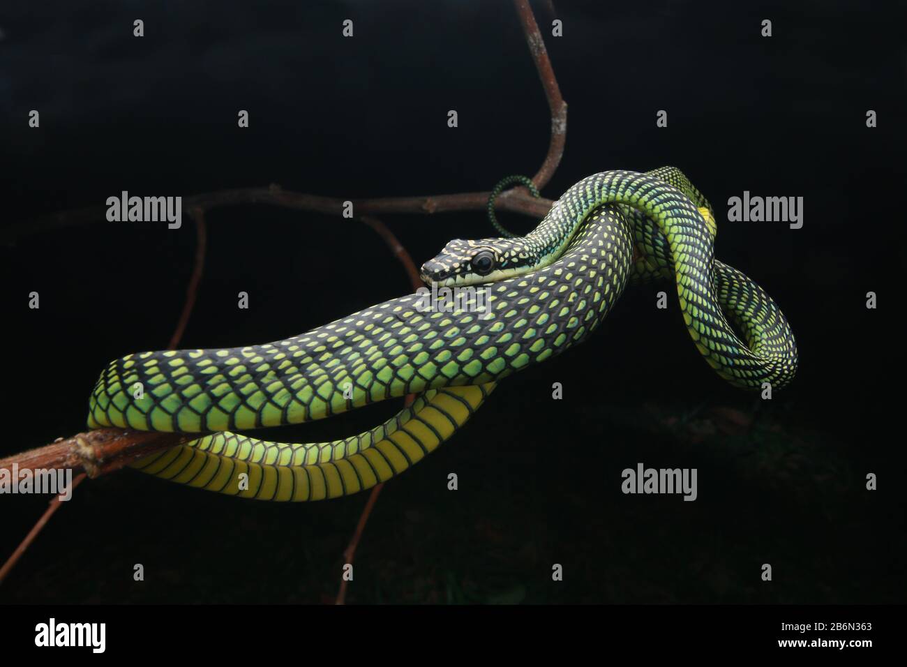 Paradise Flying Snake, Chrysopelea paradisi Stock Photo - Alamy