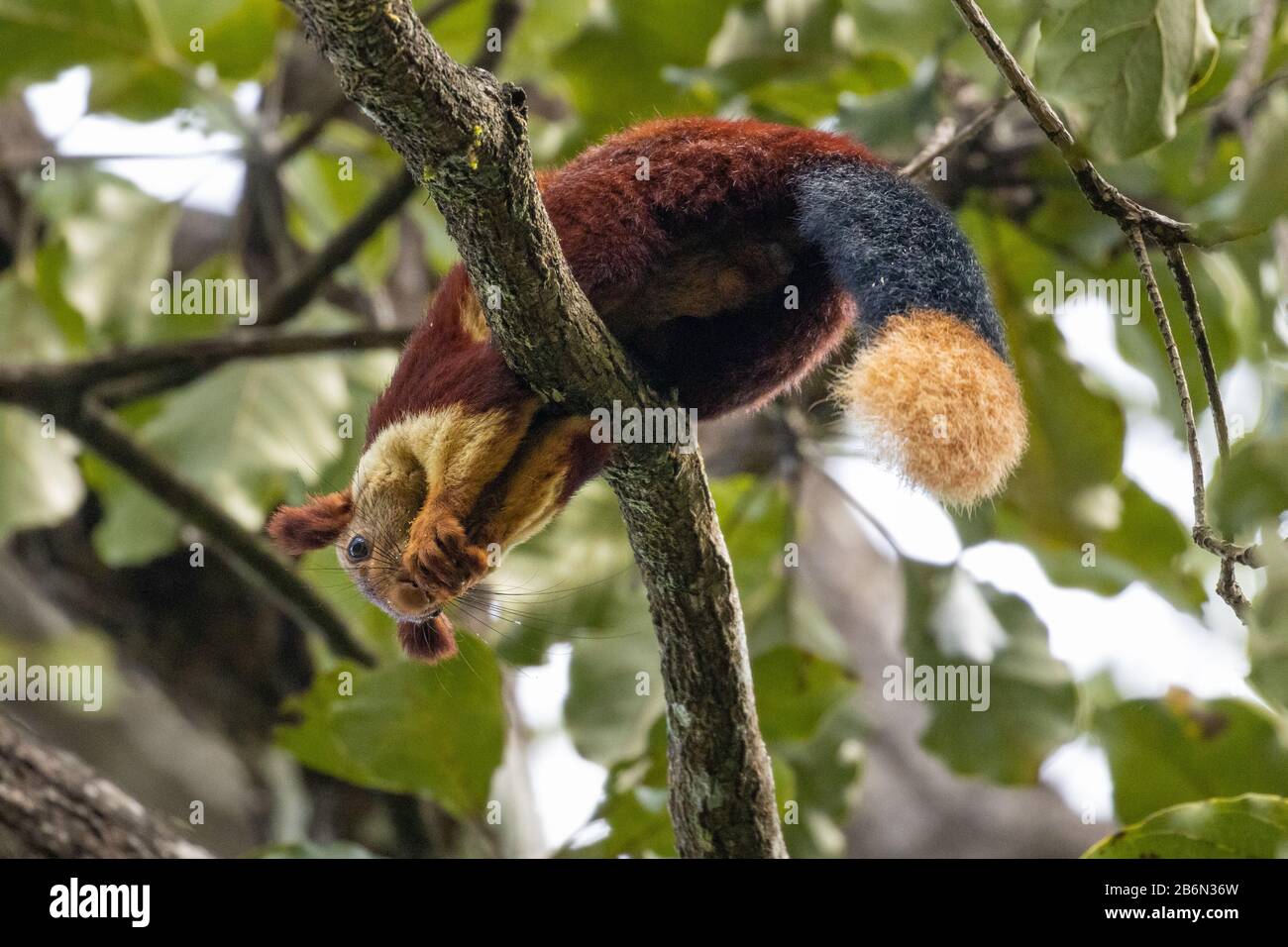 Ratufa indica hi-res stock photography and images - Alamy