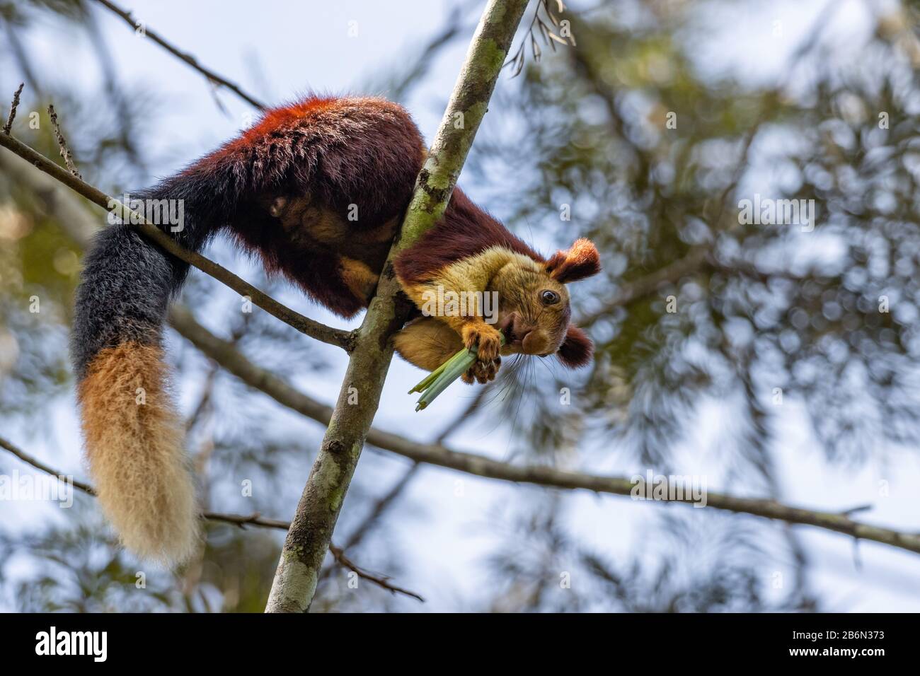 A single indian giant squirrel, Ratufa indica, laying on branch ...