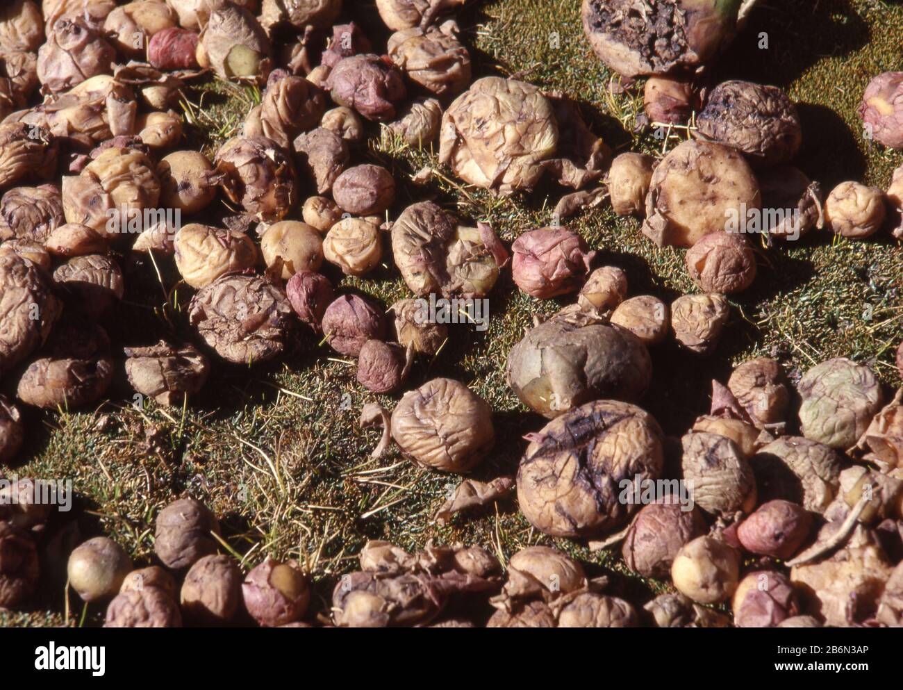 Inca Freeze Drying Chuño (Freeze Dried Potatoes) | PERU DELIGHTS
