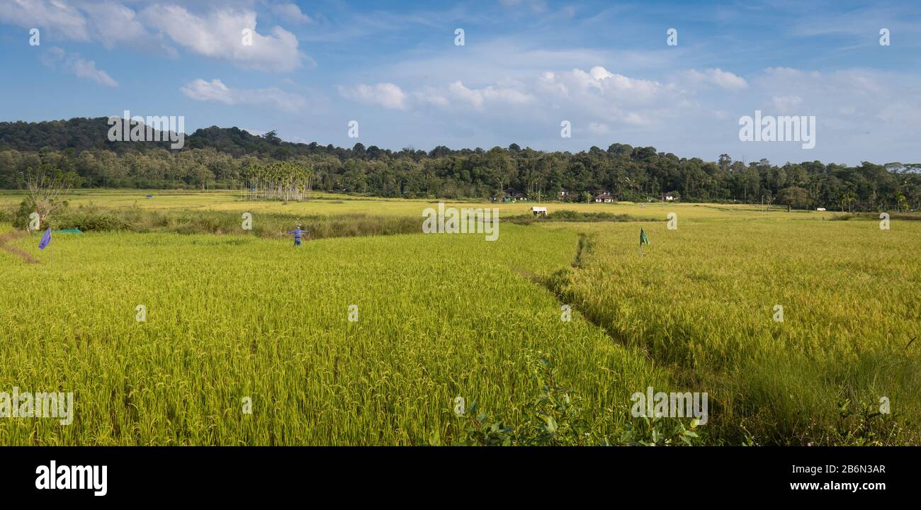 Landscape view of a ripe of paddy field Stock Photo - Alamy